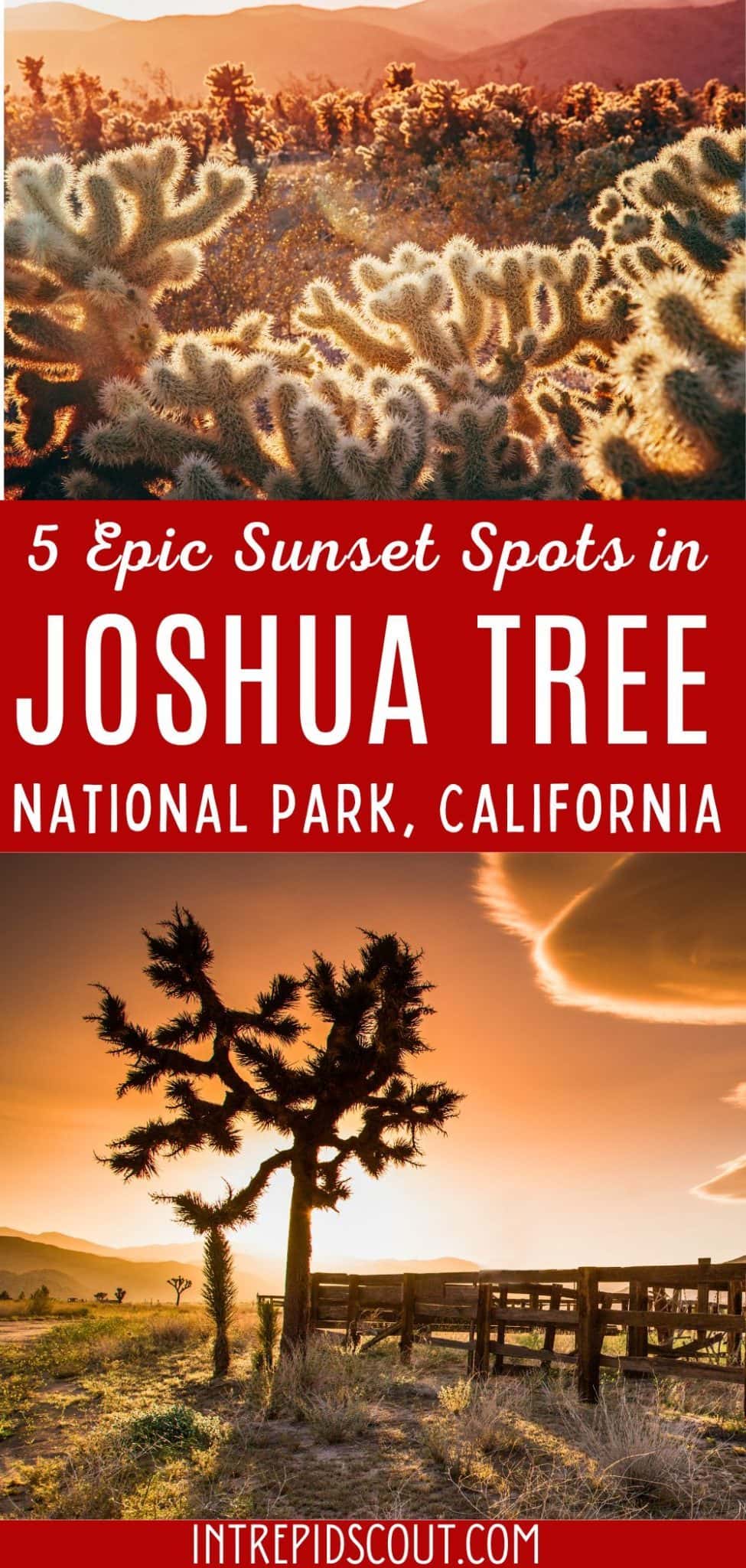 5 Best Spots to Watch Sunset in Joshua Tree National Park • Intrepid Scout