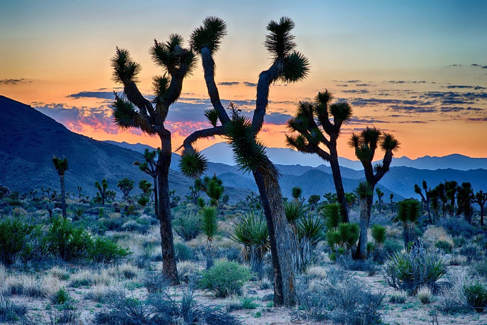 5 Best Spots to Watch Sunset in Joshua Tree National Park • Intrepid Scout