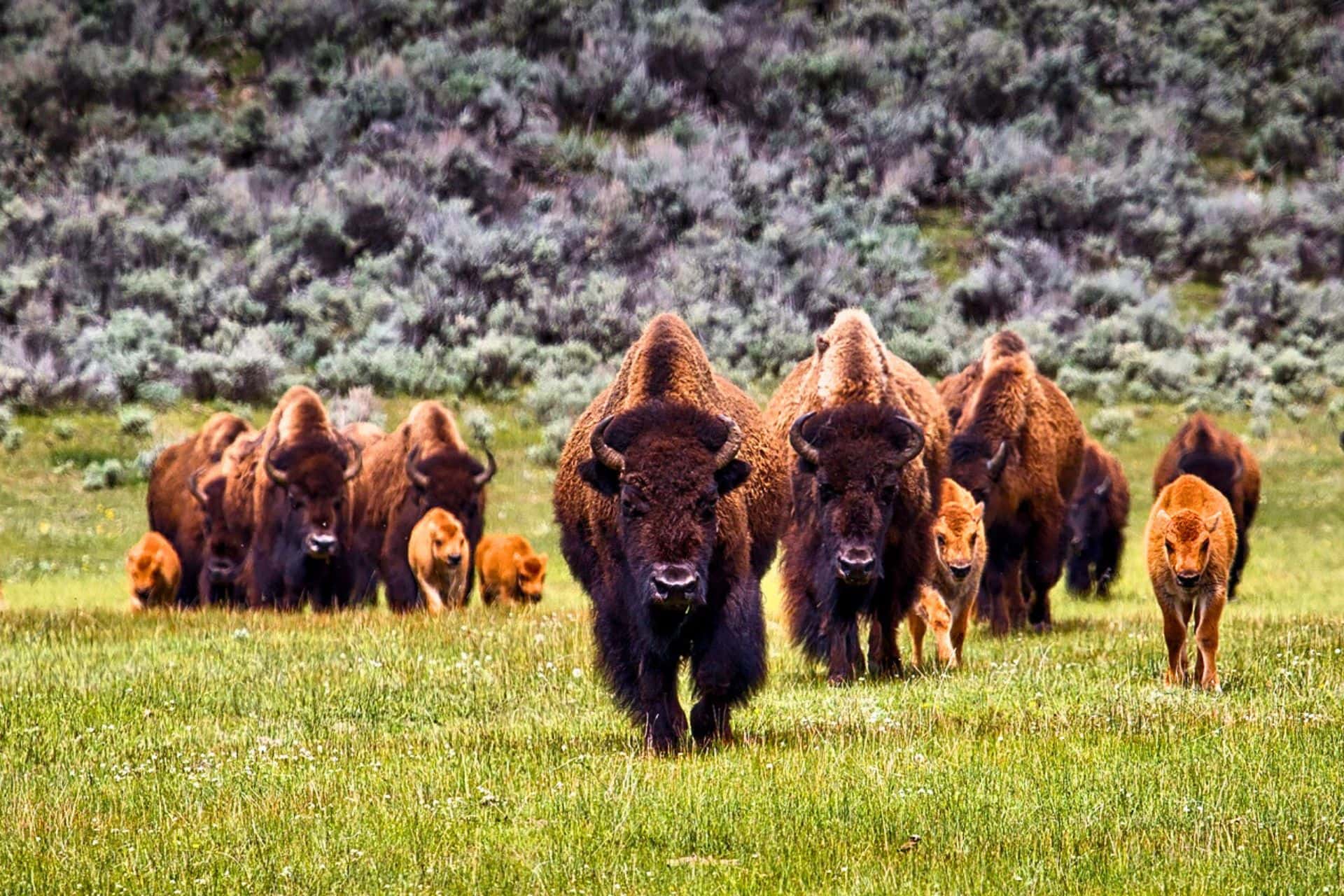 12 Best Photography Locations in Yellowstone (+Useful Photo Tips ...